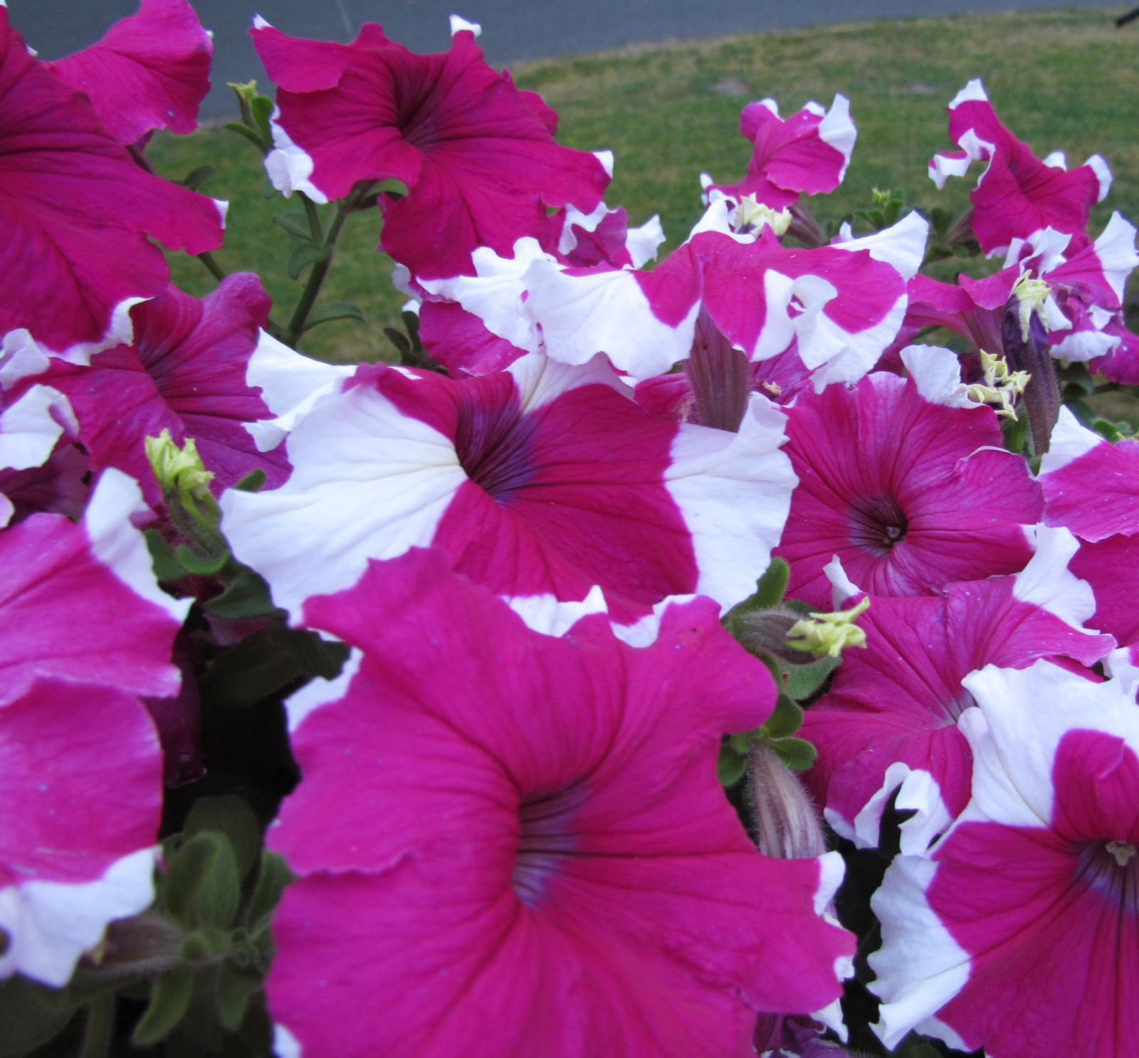 Scene Through My Eyes: Our Deck In The Summer