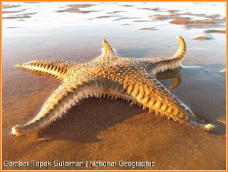 Tapak Sulaiman makan apa?