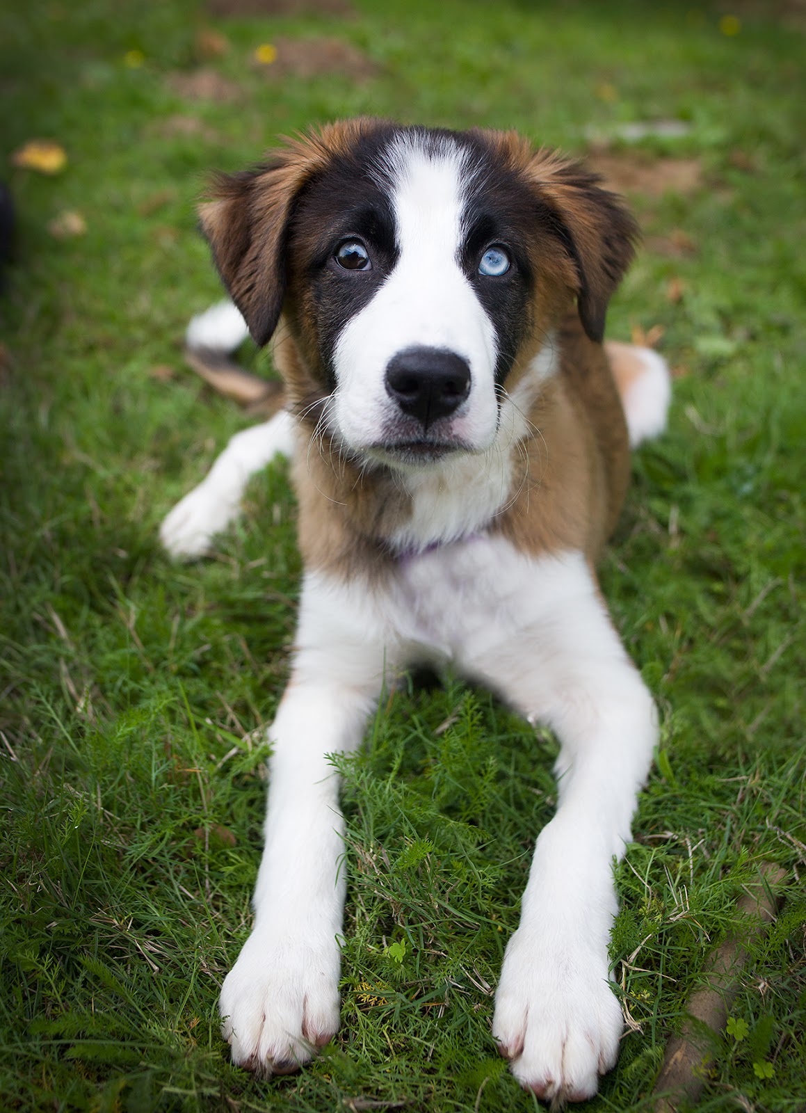 St Bernard Collie Mix