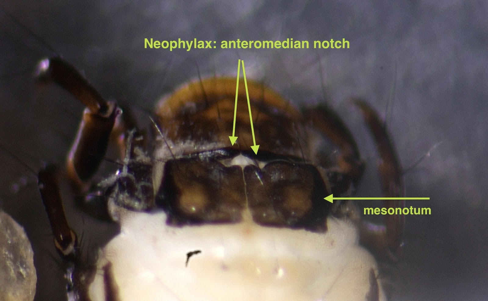 Aquatic Insects of Central Virginia: Wrap Up: The Uenoid Caddisfly ...