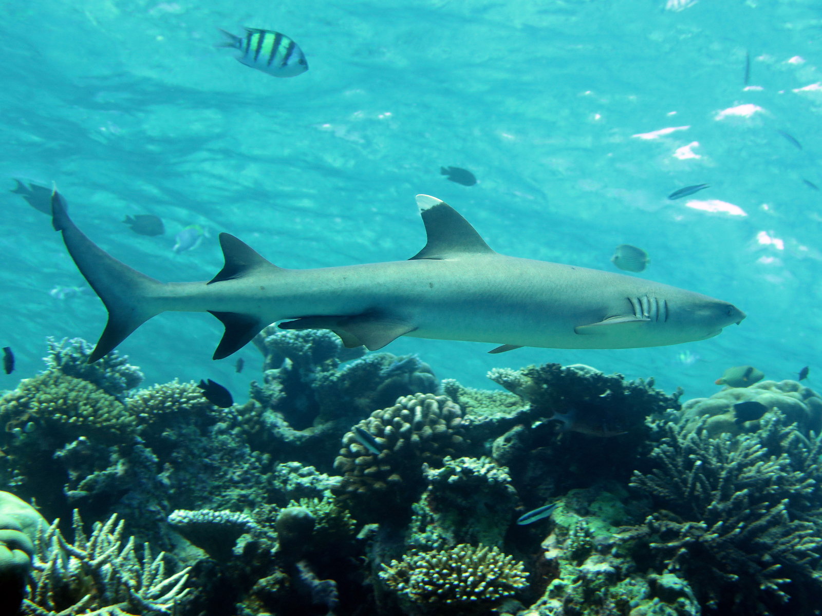 Einfach mal abtauchen: Haie und Mantas - Malediven Tauchsafari M/Y ...