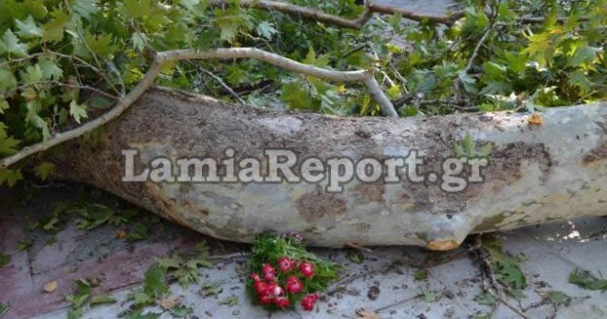 ΤΟΤΕ ΕΙΝΑΙ ΕΝΟΧΟ ΤΟ ΔΕΝΤΡΟ... Όλοι αθώοι για τον πλάτανο που σκότωσε το ...