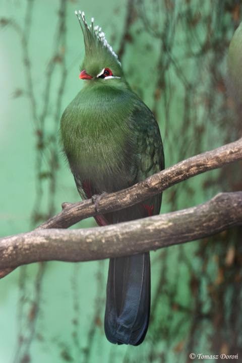 Tierra de cucos, cuclillos, críalos, turacos: Turaco de Livingston ...