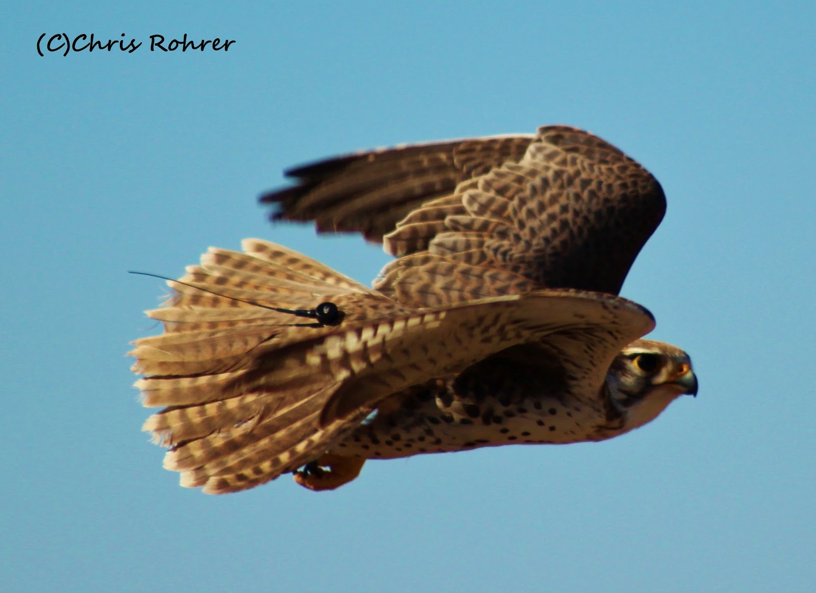 Las Aventuras: The Prairie and Peregrine Falcons