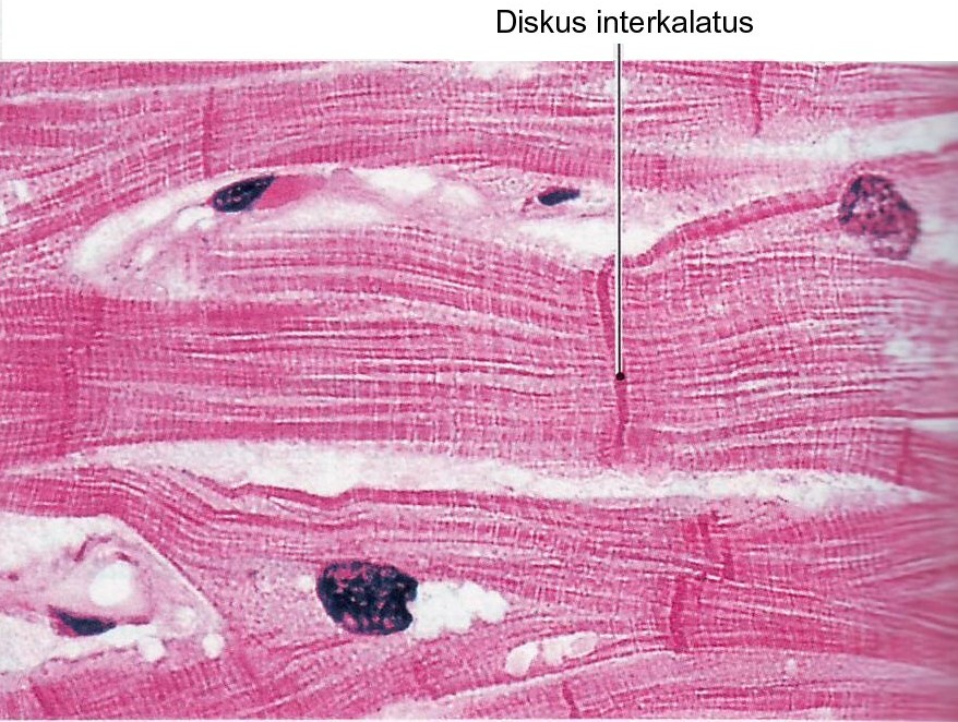 Chambers of the heart