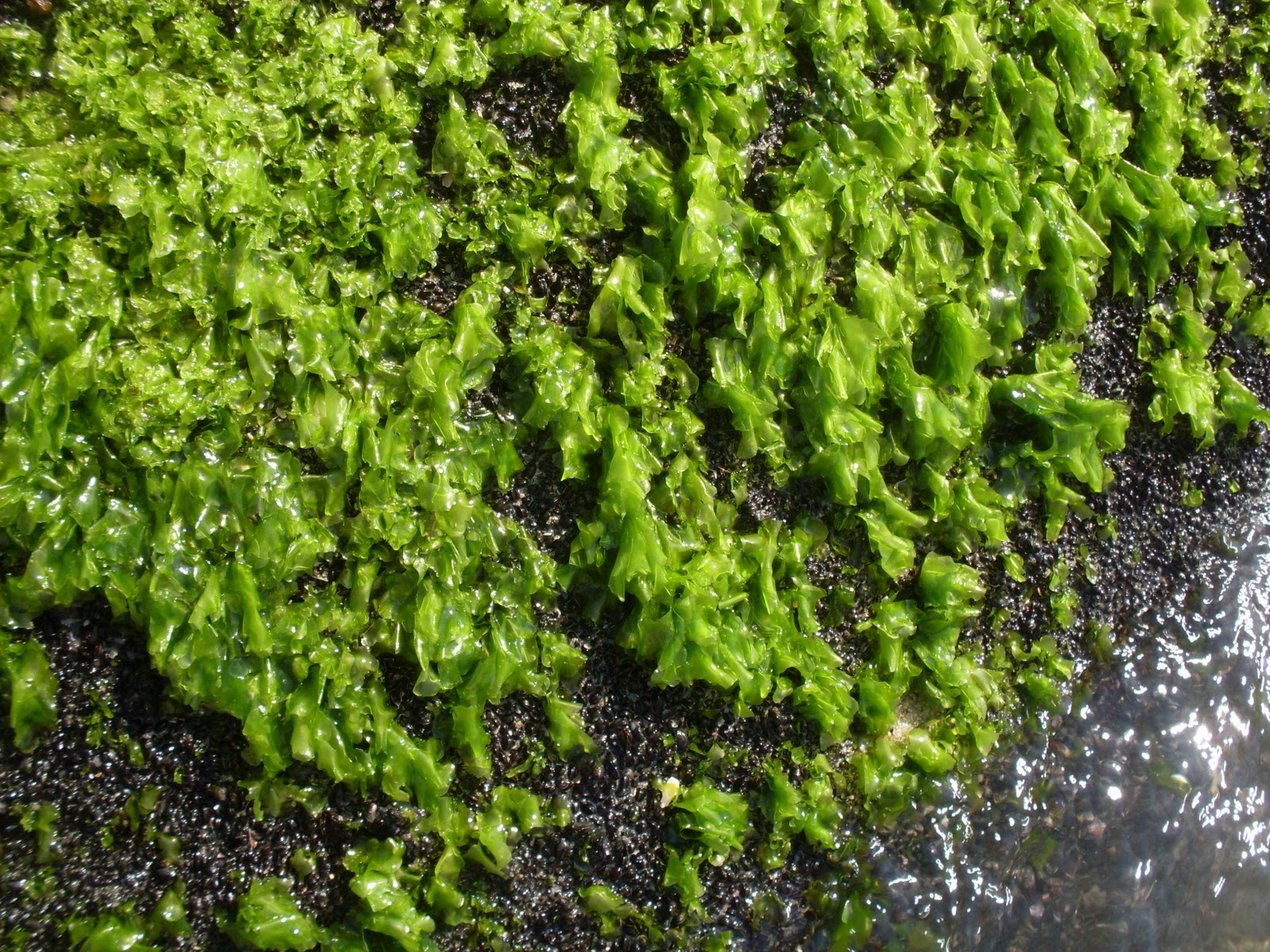 BIOFLAGRANTES*: ALGAS VERDES