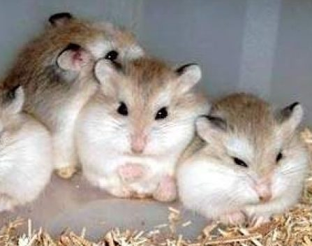 Hamsterul.Ingrijire.Detalii: Achizitionare. Pregatirea custii