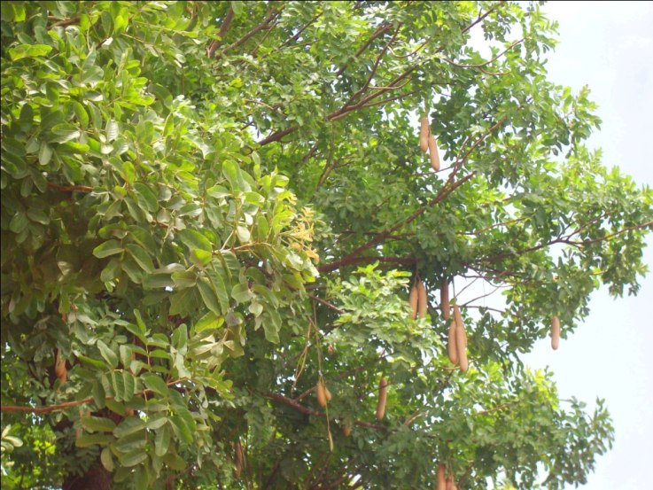 Sausage Tree (Thiruvallur - Tamil Nadu) | My Travelogue - Indian Travel ...