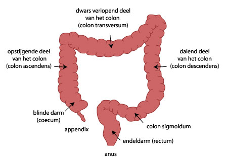 DE ANATOMIE EN PATHOLOGIE VAN DE DARM: DE ANATOMIE VAN DE DARM
