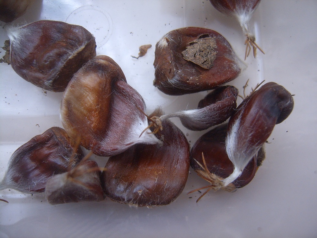 Samsung U-CA5 Digimax Sample Images