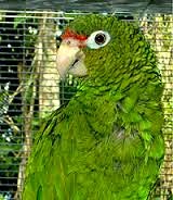Cotorra de Puerto Rico : Cotorra Puertorriqueña