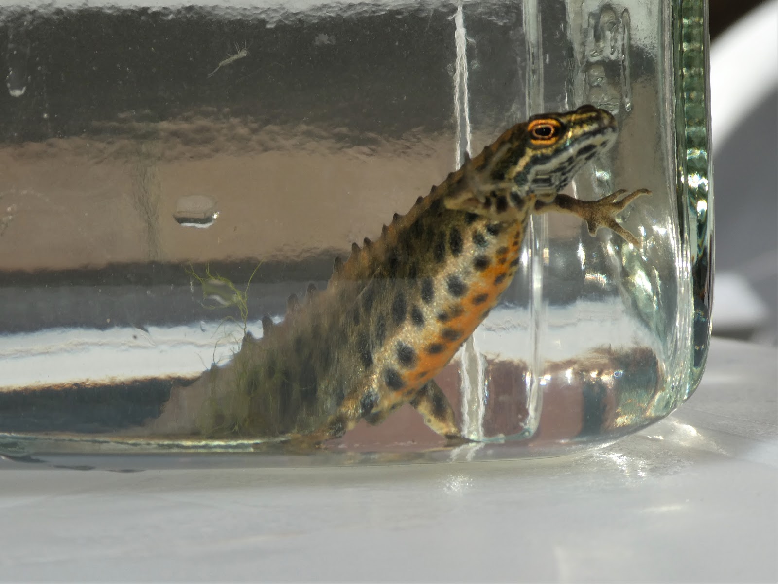 Abington Naturewatch: Smooth Newts - close-up!