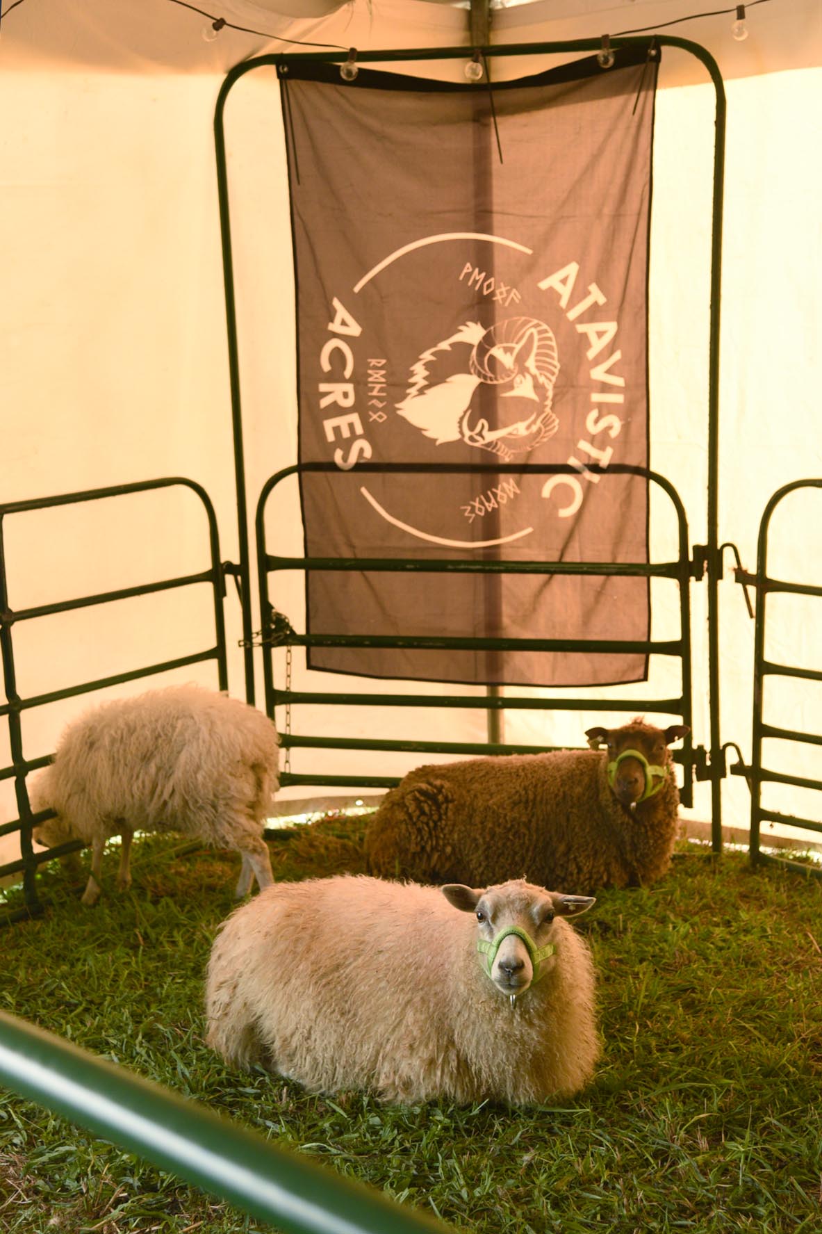 Ky Wool Festival Sheep and Wool Tent