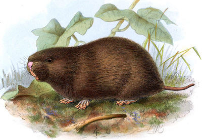 Synapsida: A History of the Bamboo Rats