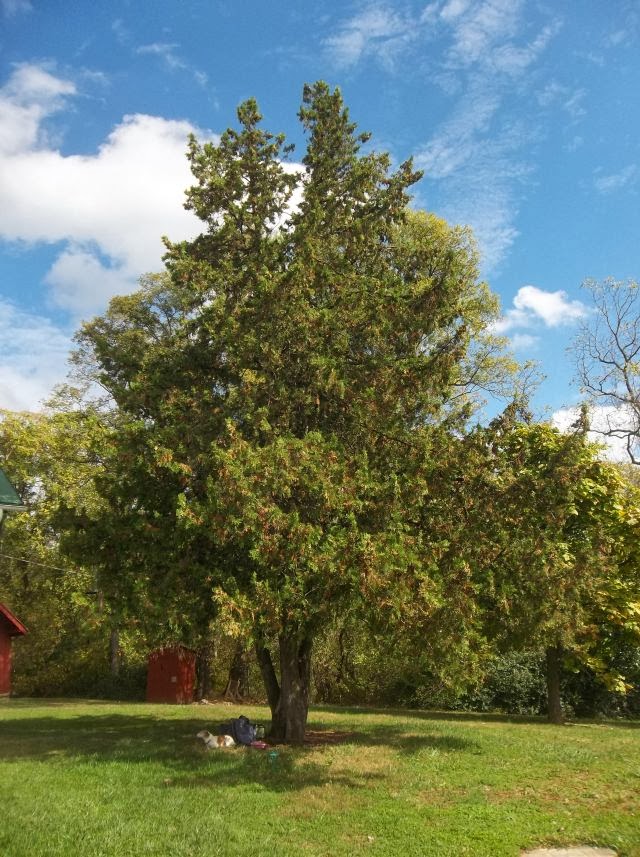 Future Plants by Randy Stewart: Thuja - Arborvitaes