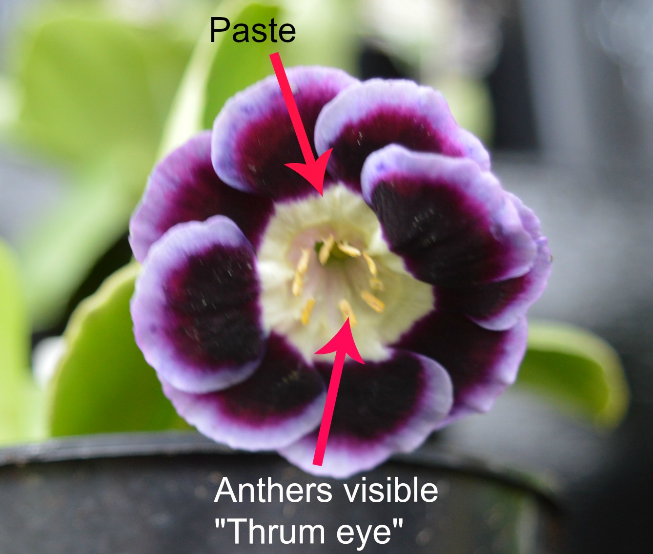 Forget me not: A short history of auriculas and description of 'Show ...