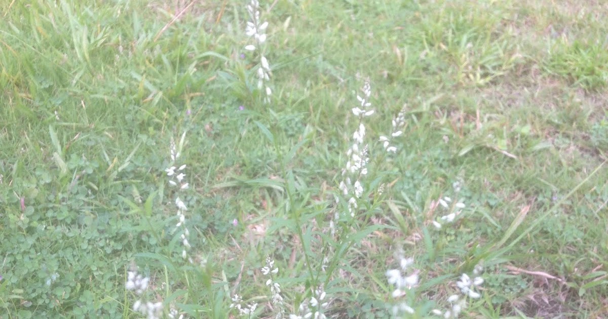 Jom Tanam Sayur ( JTS ) : Rumput Rumpai Dan Rumput Herba Di Halaman ...