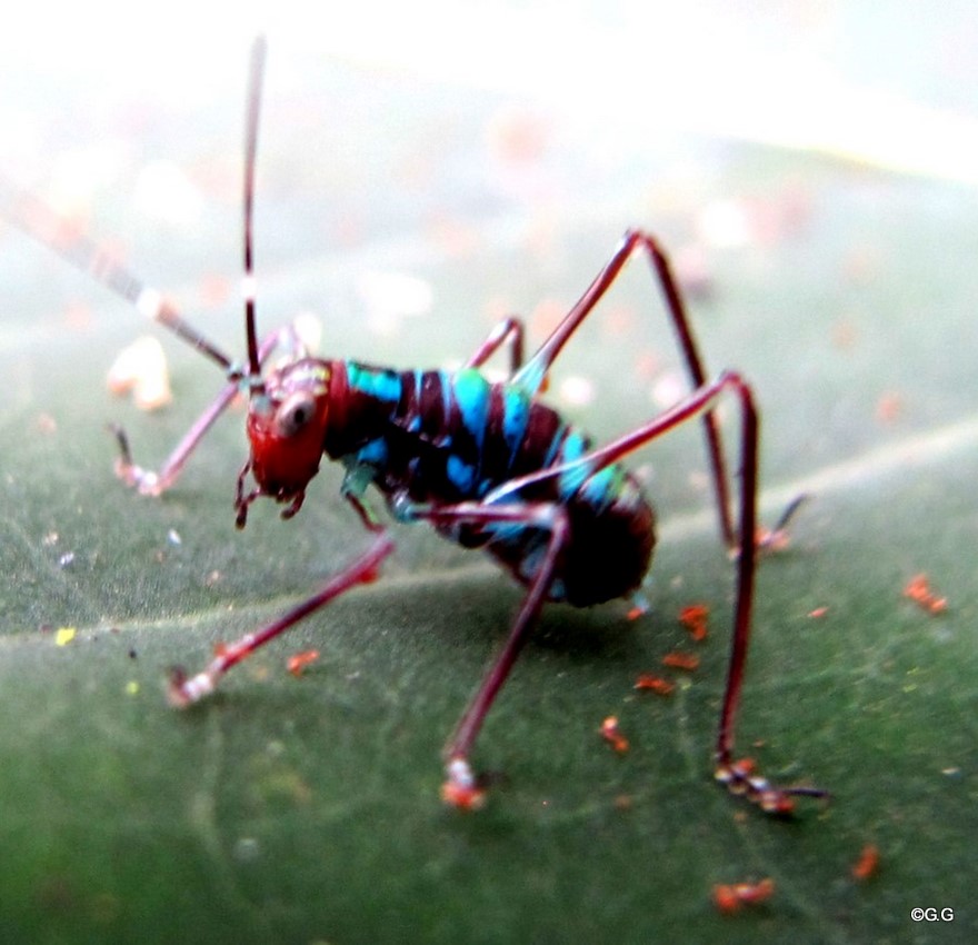 Nature Wonders Gershonized: Papua New Guinea collection of insects 9_2011