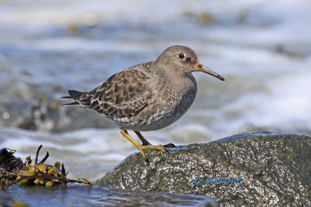 NatuurlijkNatuur: Paarse strandloper. [Calidris maritima]