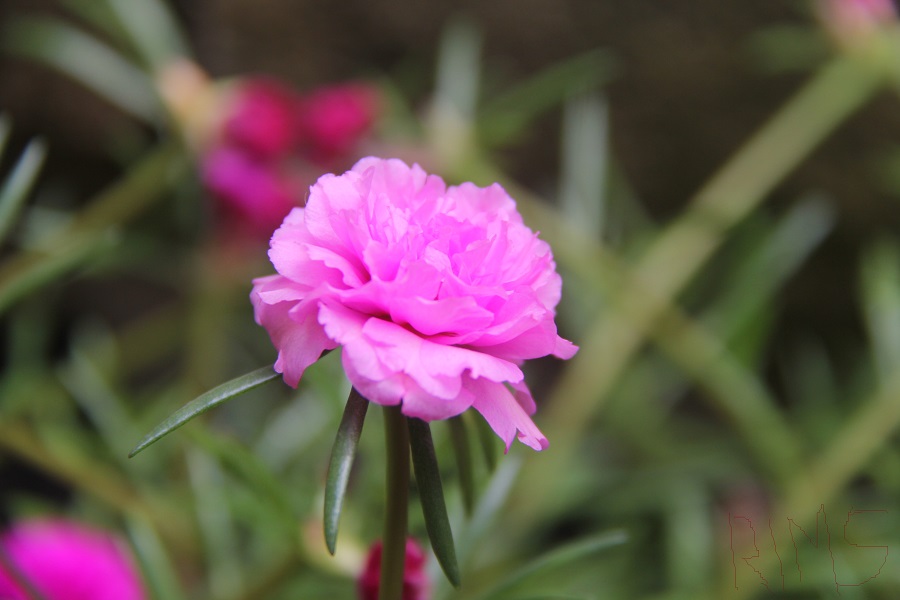 Pakar Tanaman Hias: Bunga Pukul Sembilan