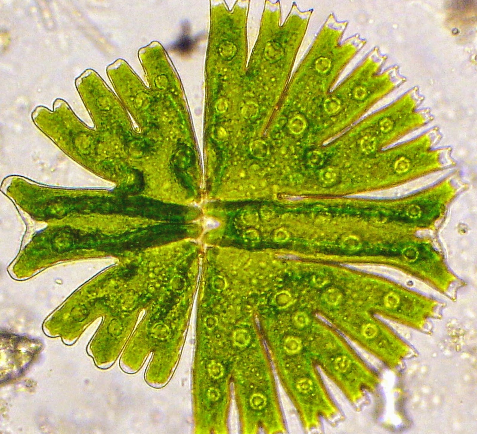 Cultivo de Microalgas em Fotobiorreatores