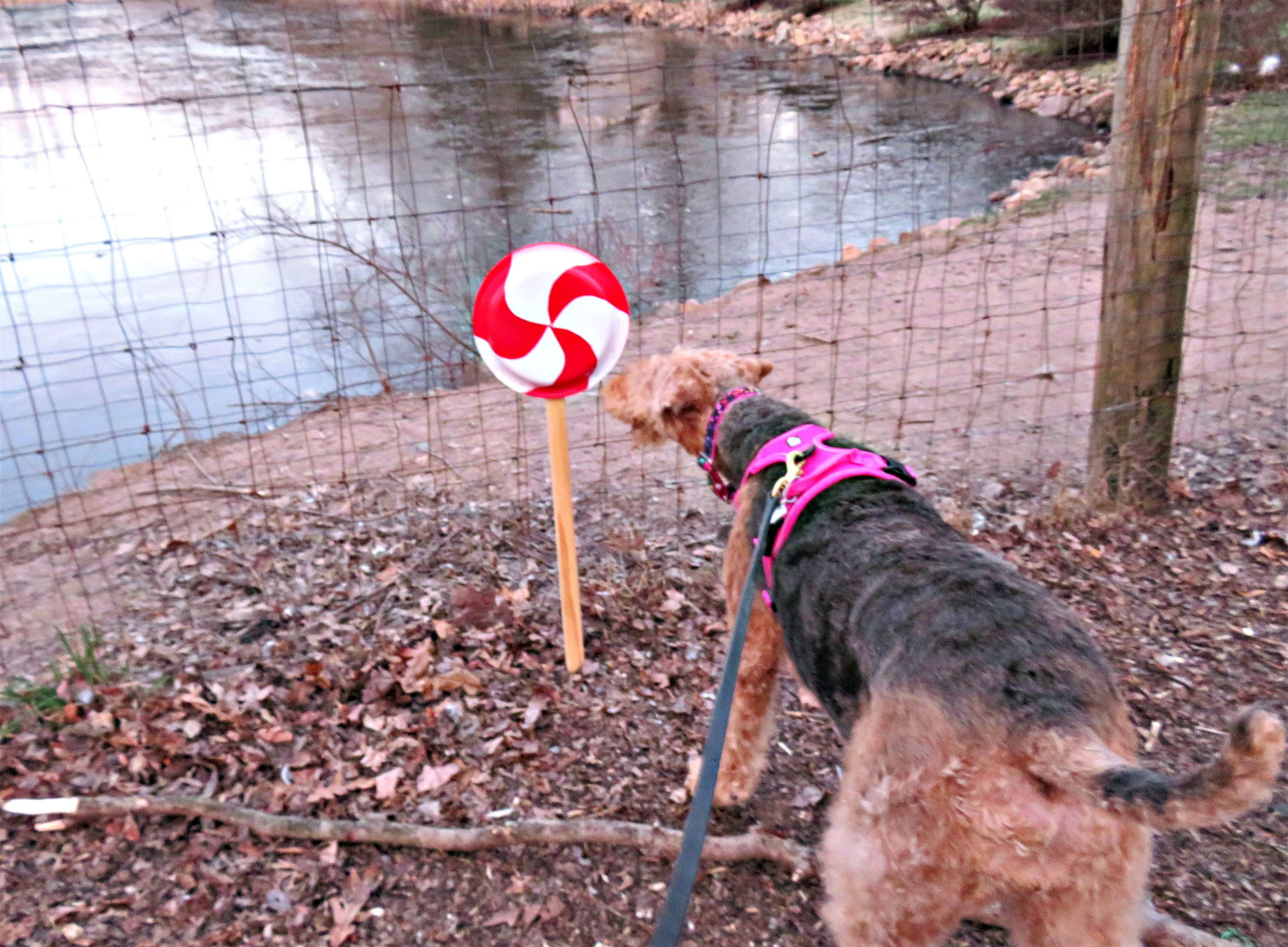Molly the Airedale: Nature Friday