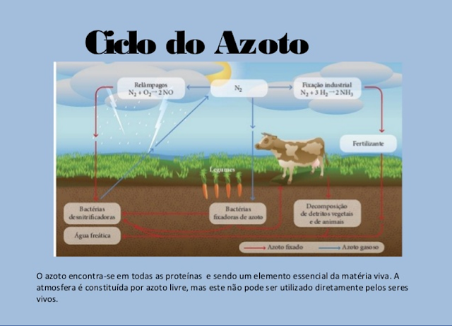 Ciclos bioquímicos ~ SEM NEGATIVA