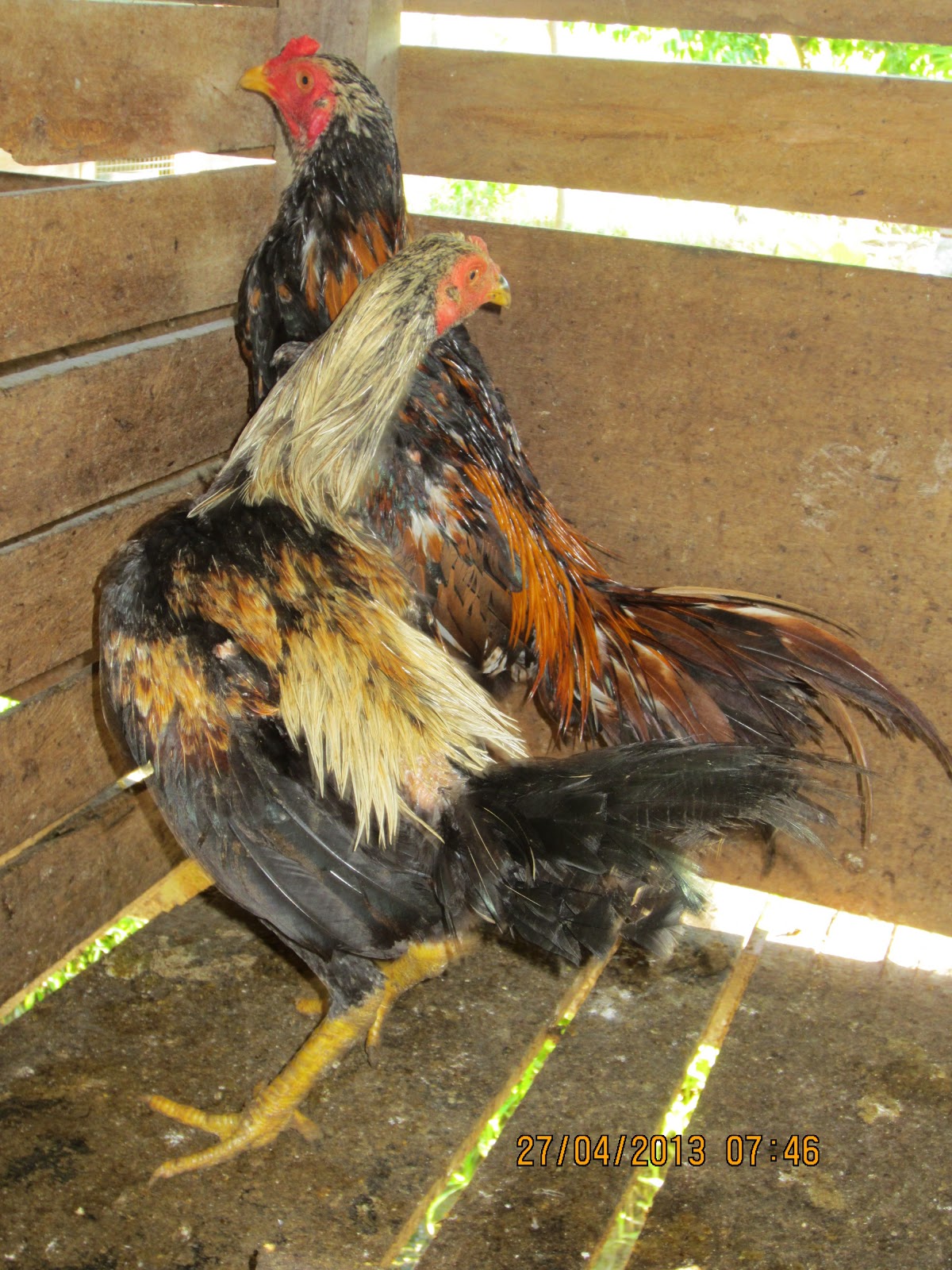 ayam sabung sabah: TAMIANG & TAMBAGA PAKOY