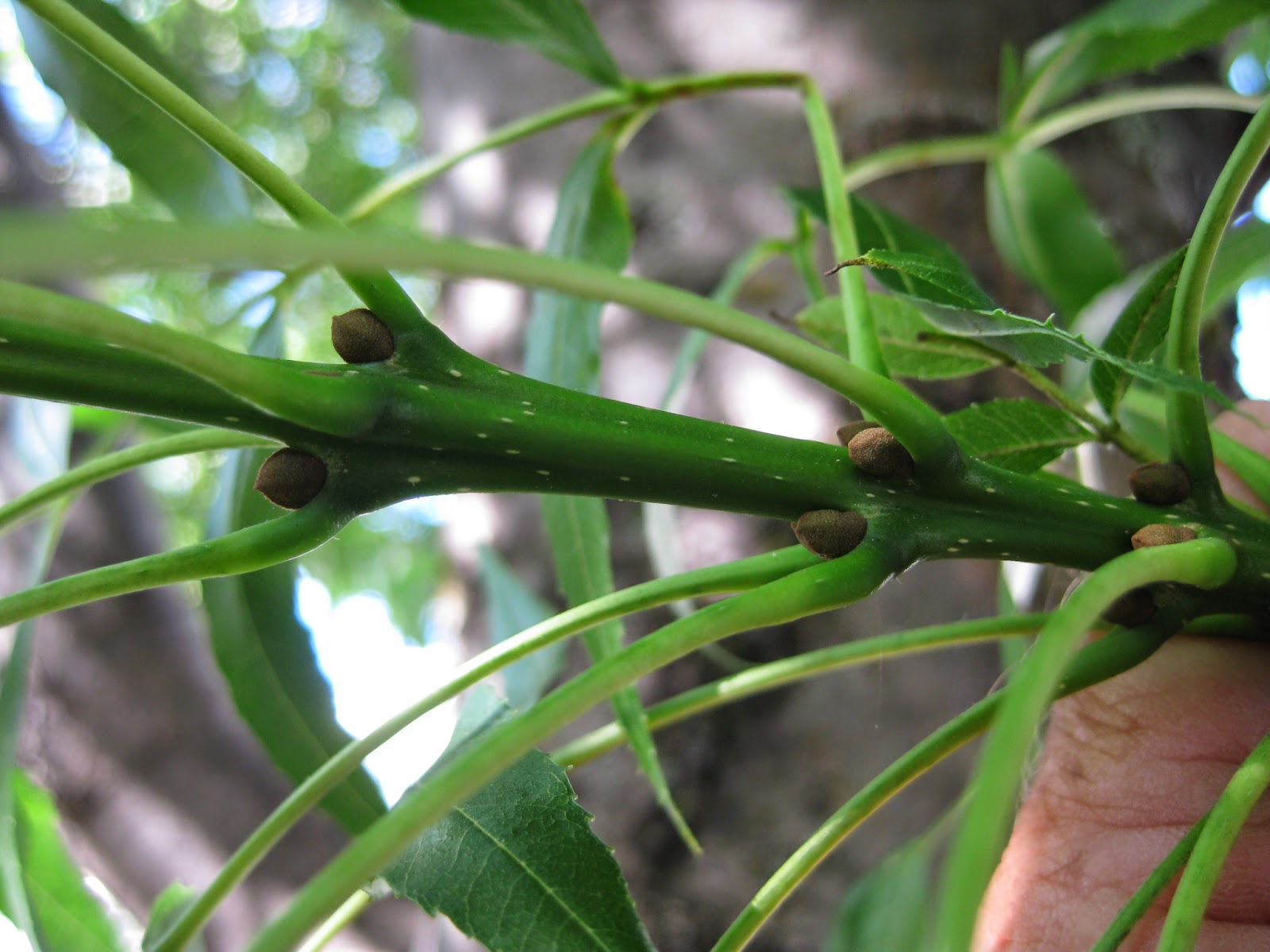 Trees of Santa Cruz County: Fraxinus angustifolia 'Raywood' - Raywood Ash