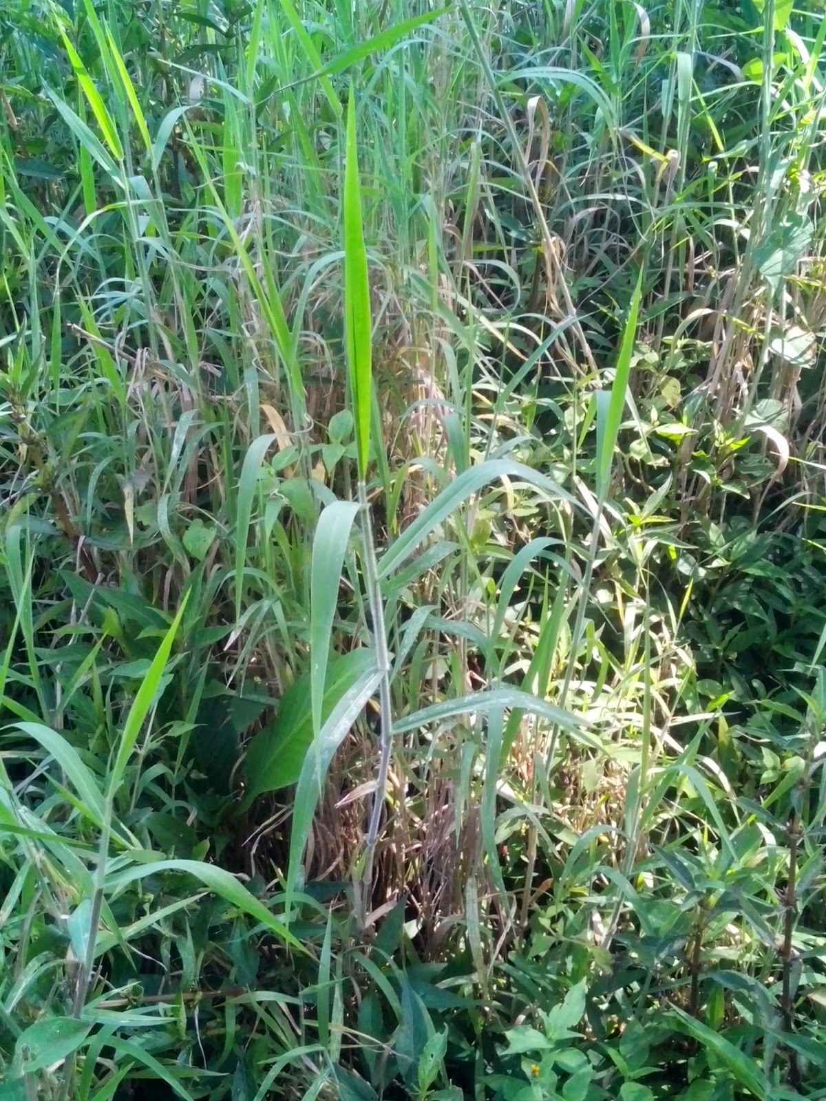 Brachiaria humidicola