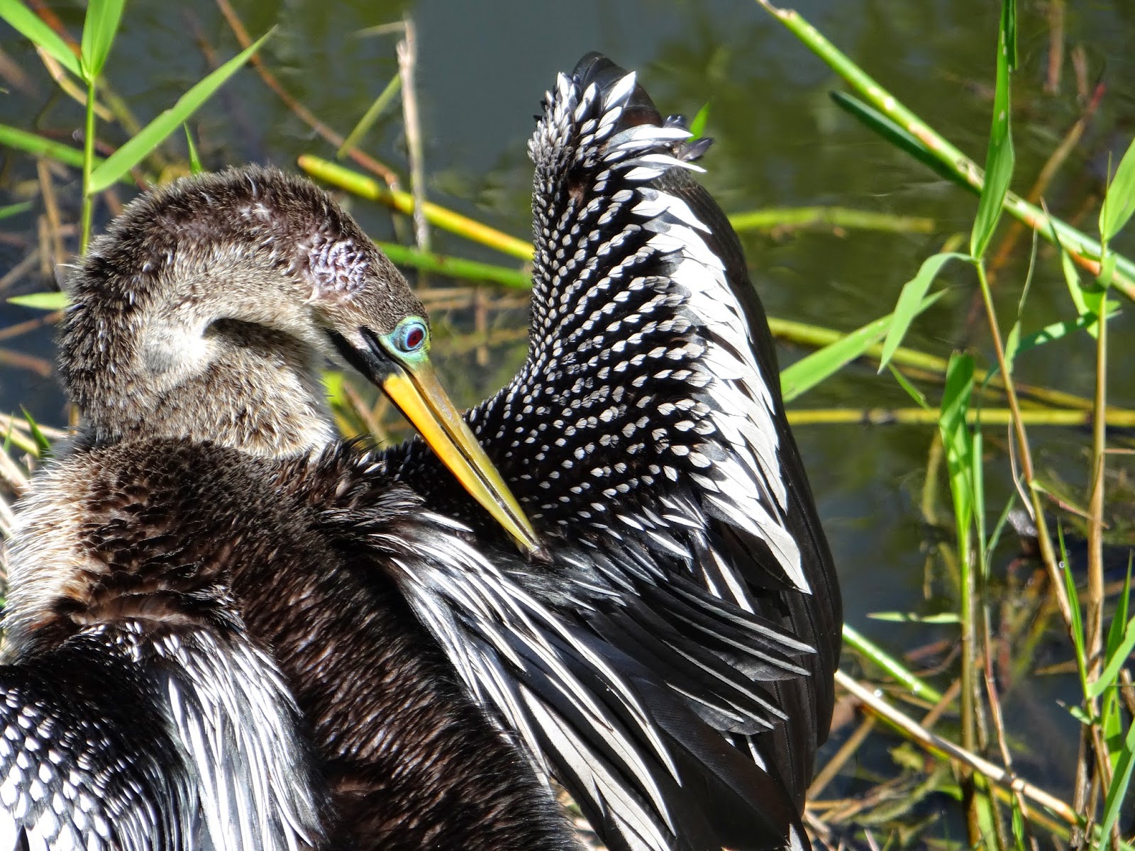 Notes From All Under: The Real Everglades (Dry Season)