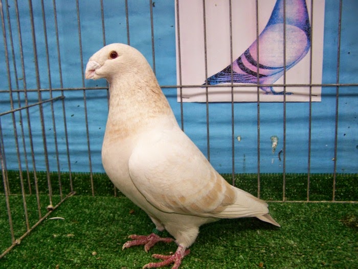 The Racing Pigeon HD wallpaper: American Show Racer Pigeon Images