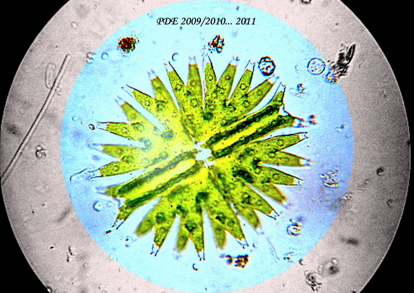 Cultivo de Microalgas em Fotobiorreatores: Nossas microalgas...