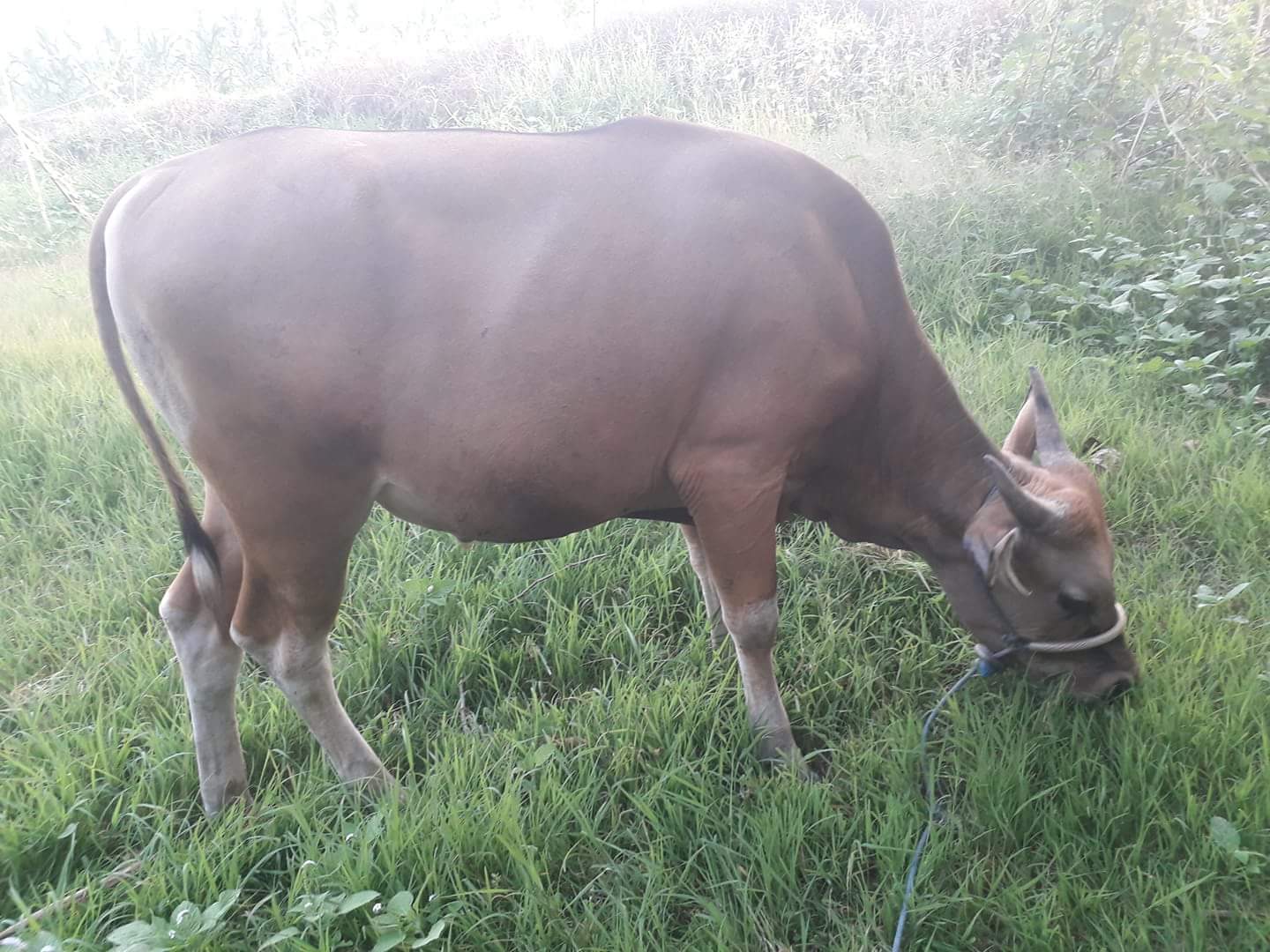 Apa itu Program Pakan Biotek (PPB) - Elinotes - Review By Eli Setiawan