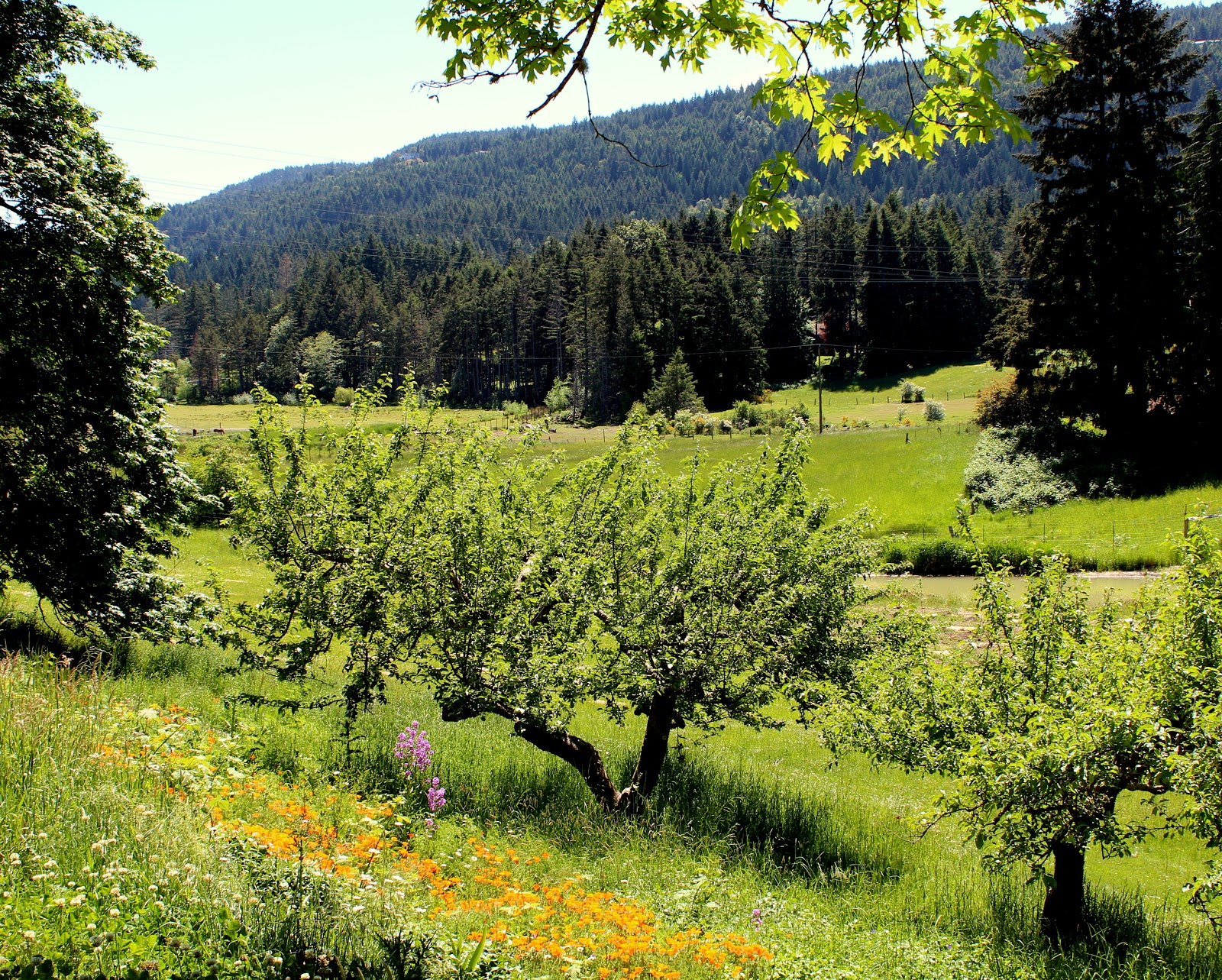 The Murray Chronicles : Salt Spring Wild ~ a craft cidery on Salt ...