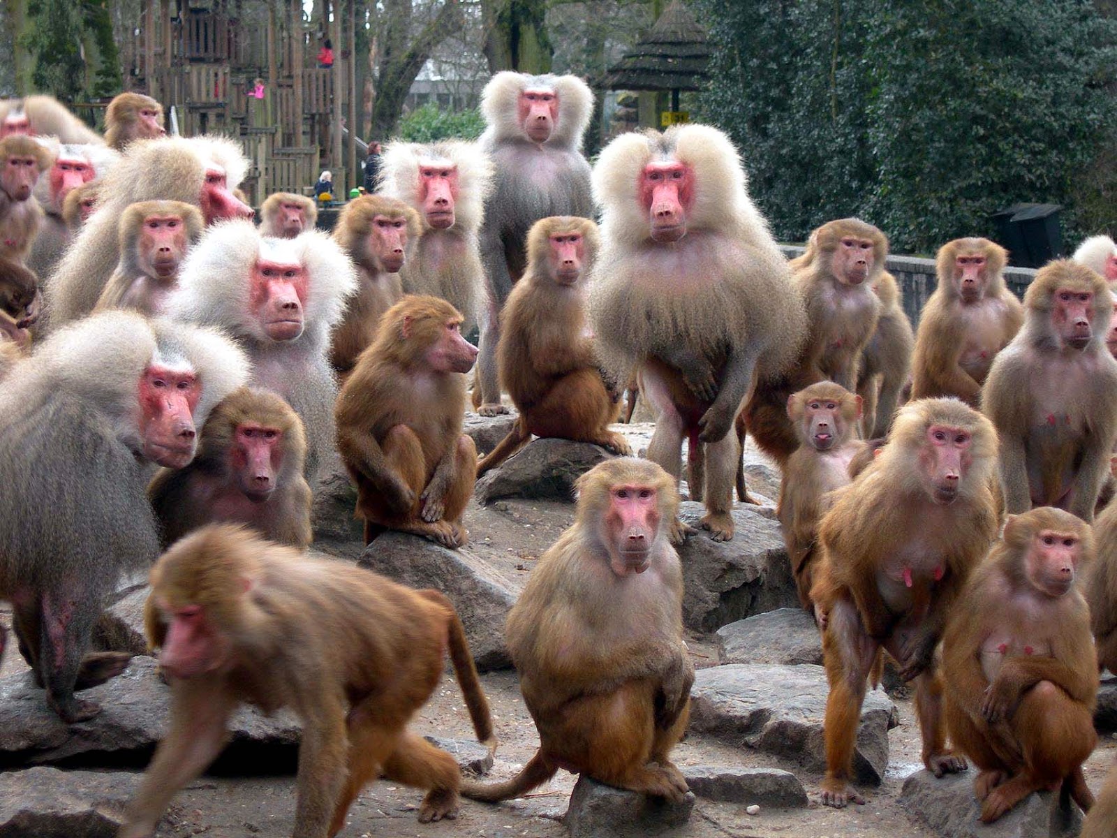 APEN: Top 5 mooiste apen