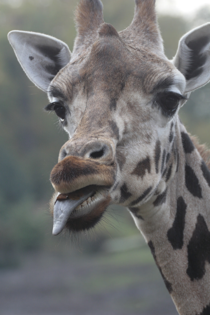 Gambar Jerapah: Kumpulan Gambar Jerapah Update