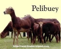 VENTA DE CHIVOS PELIBUEY