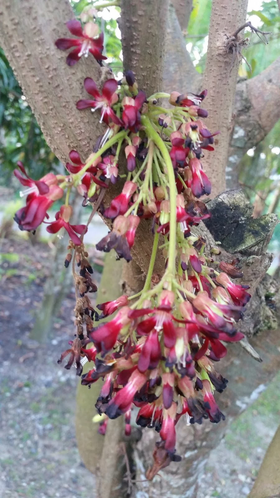 Warisan Petani: WW23 : Bunga Belimbing Buluh