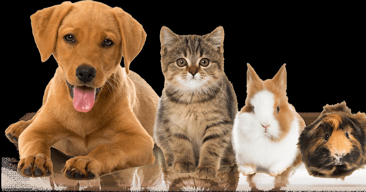 Cosmin Petre - blog cu subiecte diverse