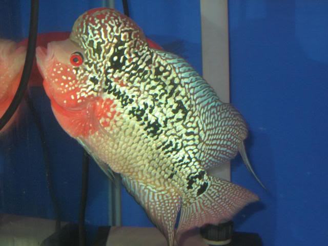 Flowerhorn The Hybrid Cichlids: KZZ Breed