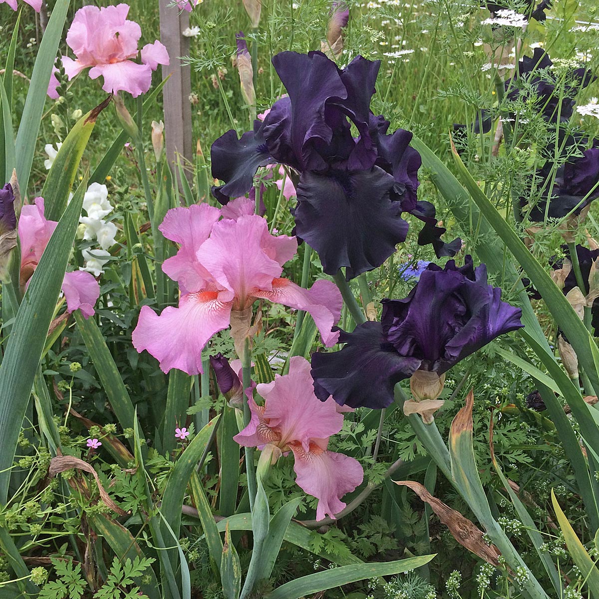 Mein wunderbarer Landgarten