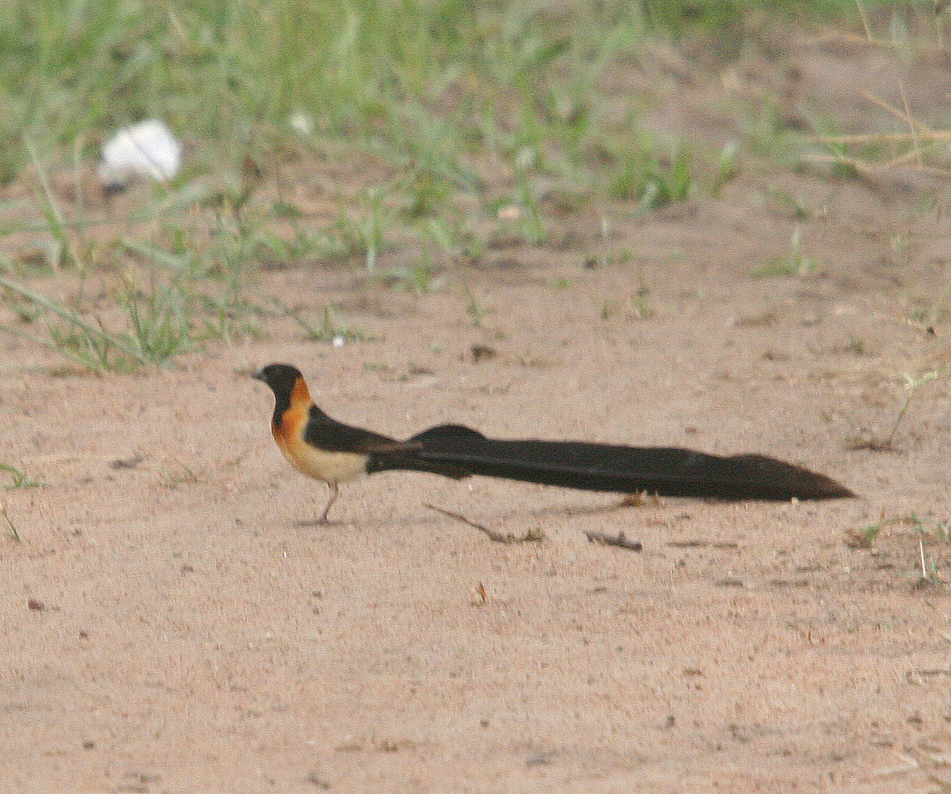 Birding South Sudan: Farewell South Sudan