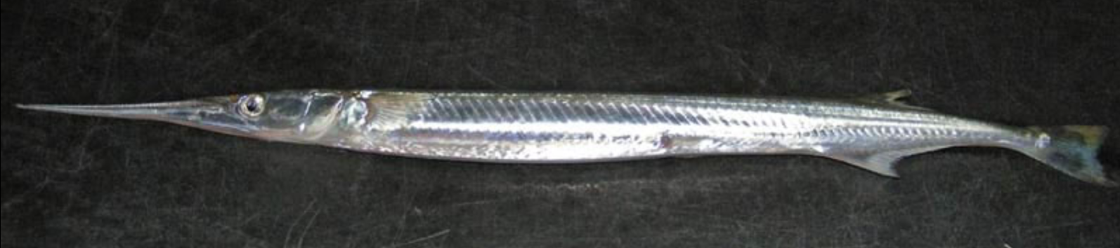 Virginia Tech Ichthyology Class : Atlantic Needlefish by Don Orth