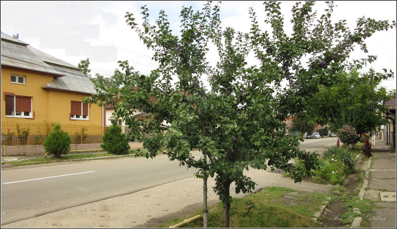 Lumea văzută din Turda: Prunul (Prunus domestica)