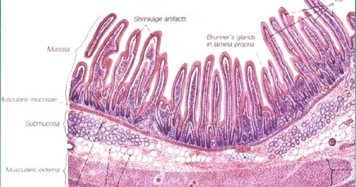Anatomy & Physiology II: Duodenum