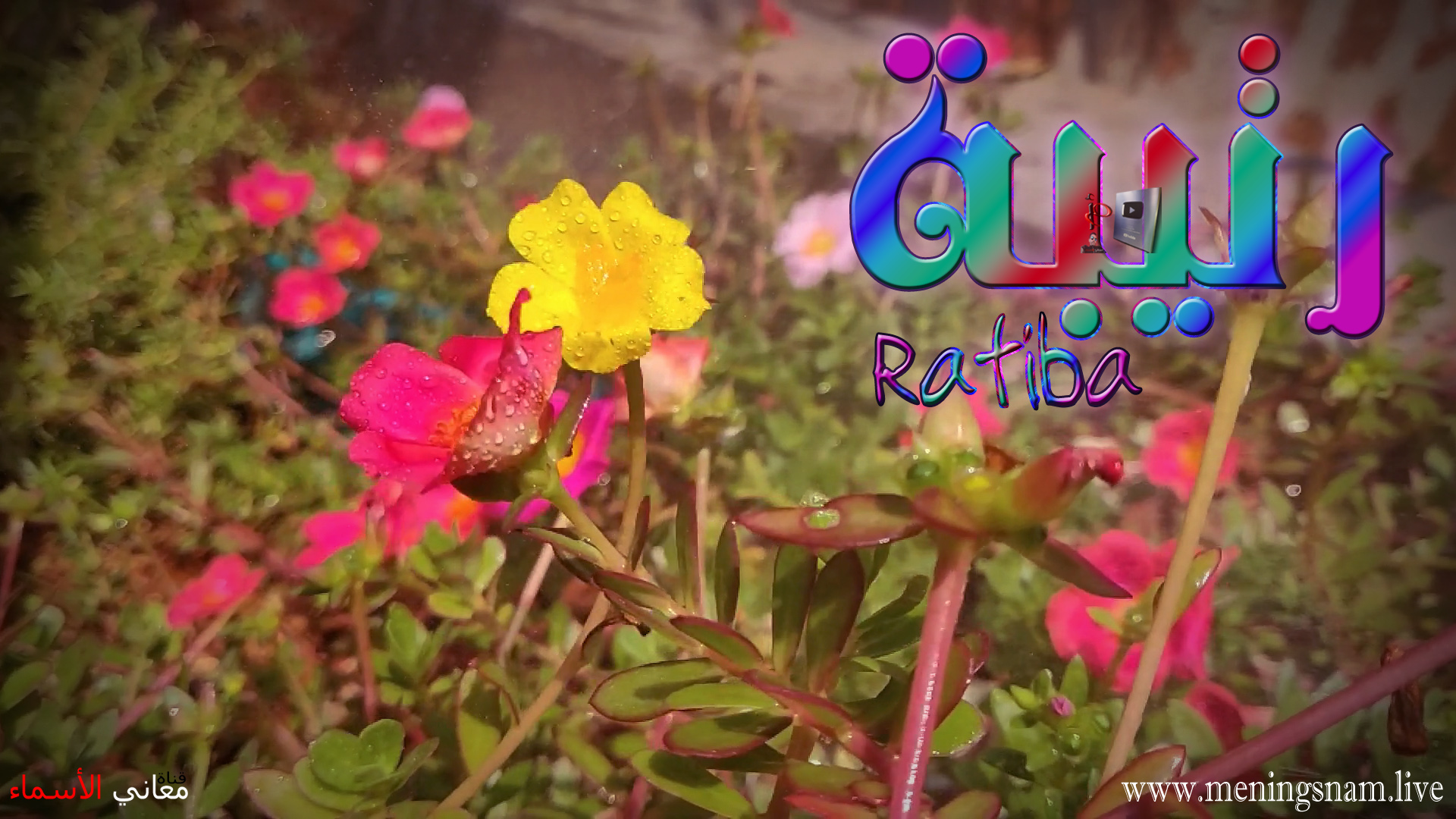 معنى اسم رتيبة وصفات حاملة هذا الاسم Ratiba - معاني الأسماء ومعاني ...