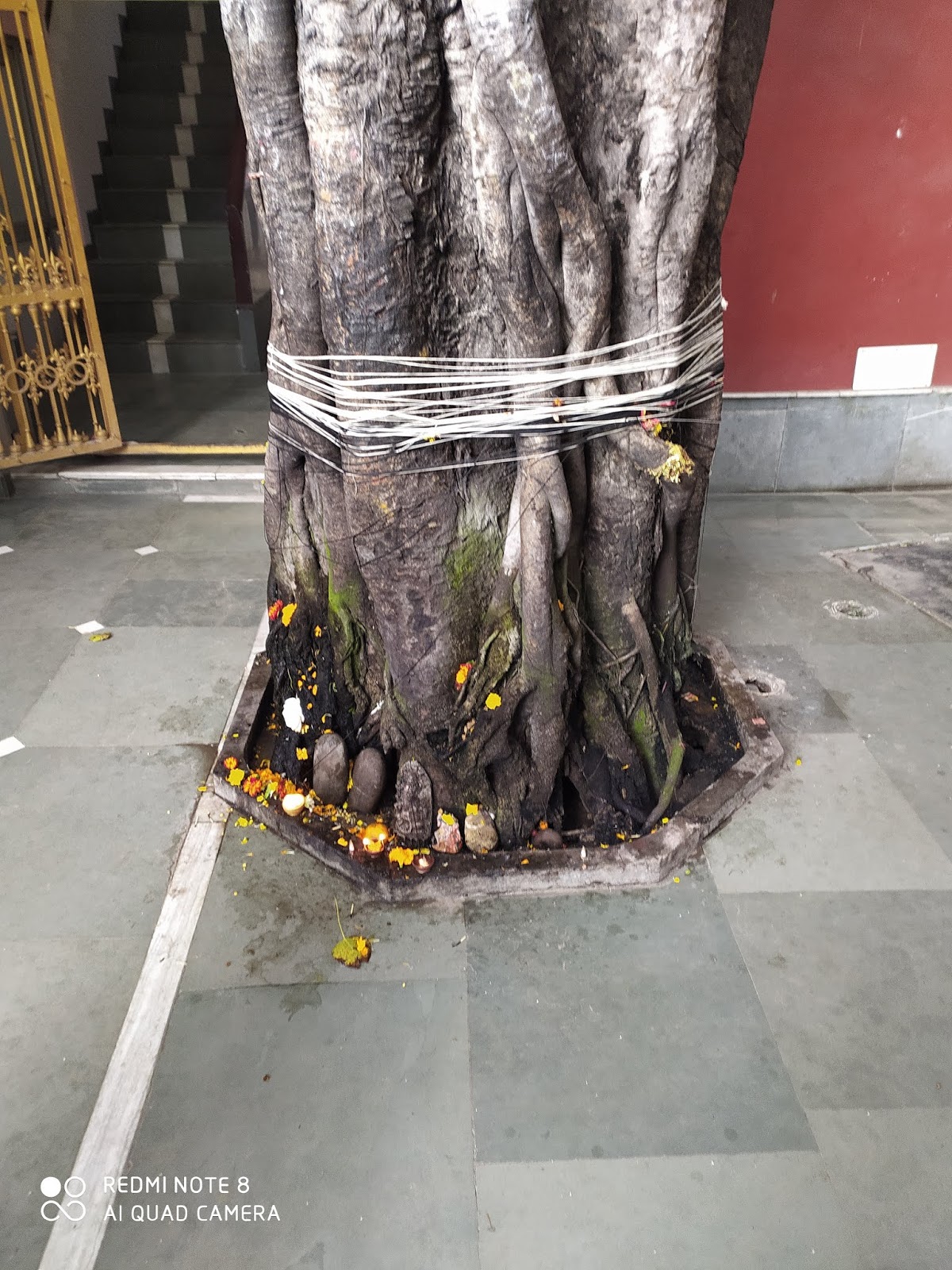 CHINAR SHADE : PEEPAL TREE AND DOGRI POET YASH SHARMA. CHINAR SHADE : PEEPAL TREE AND DOGRI POET YASH SHARMA.