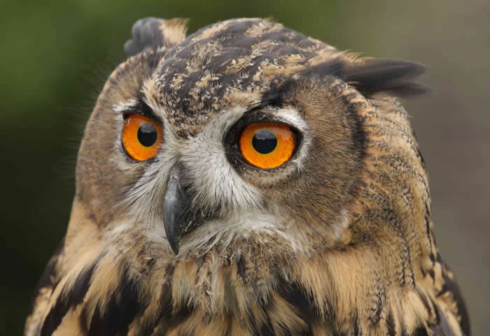 Turismo Abaurrea: El Buho real