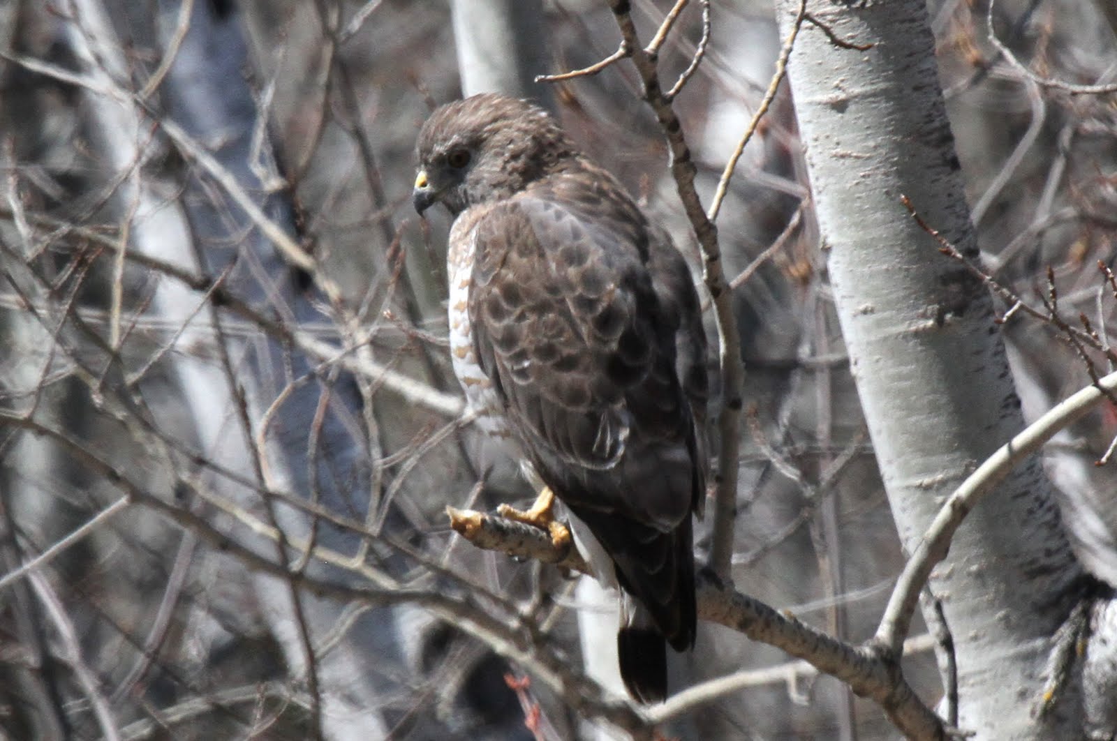 ShutterWi: Wildlife photography day. Hawks, Grouse and Elk.